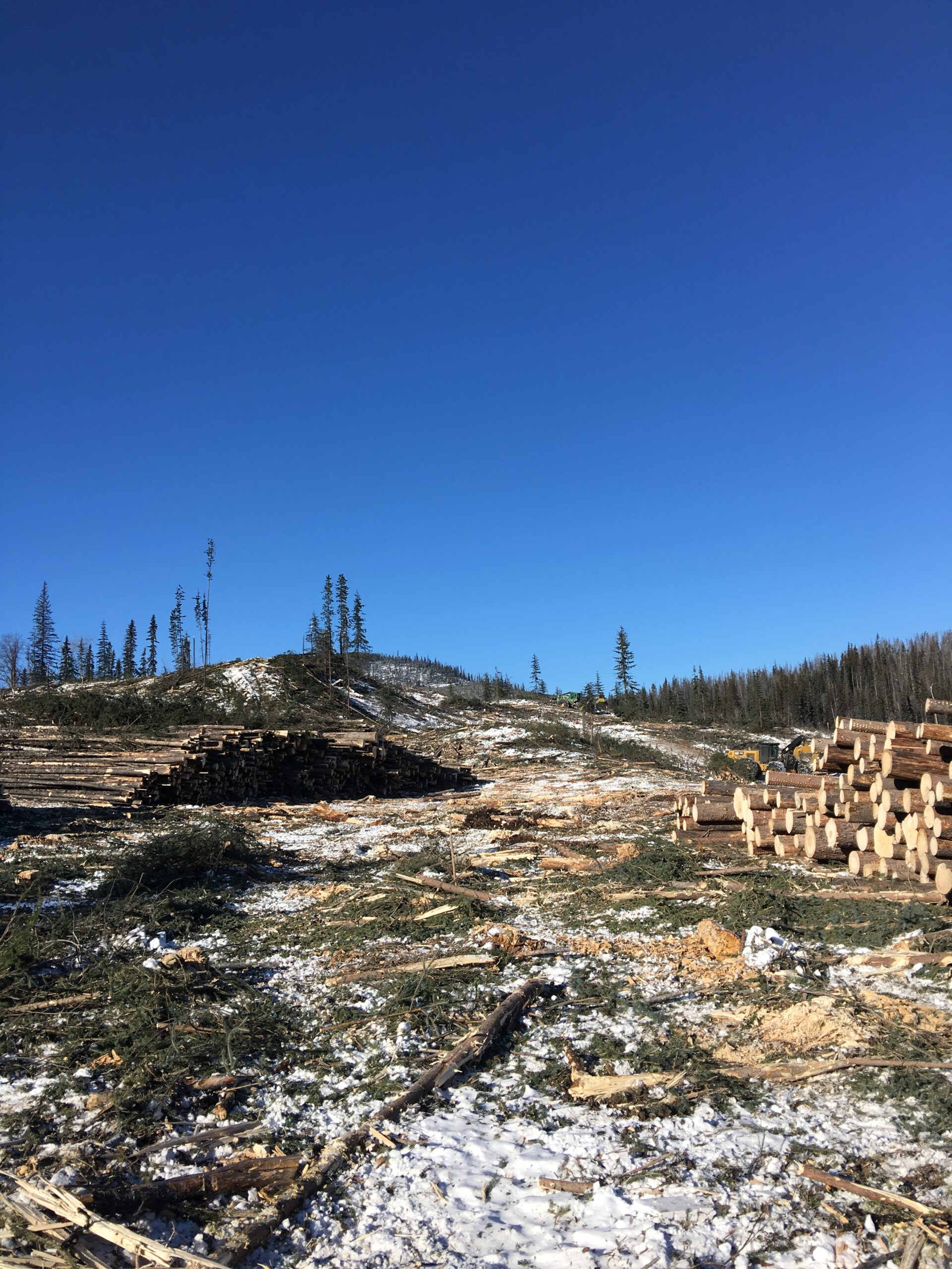 FESBC-funded Project in Nazko Shows Value in Wildfire Risk Mitigation ...