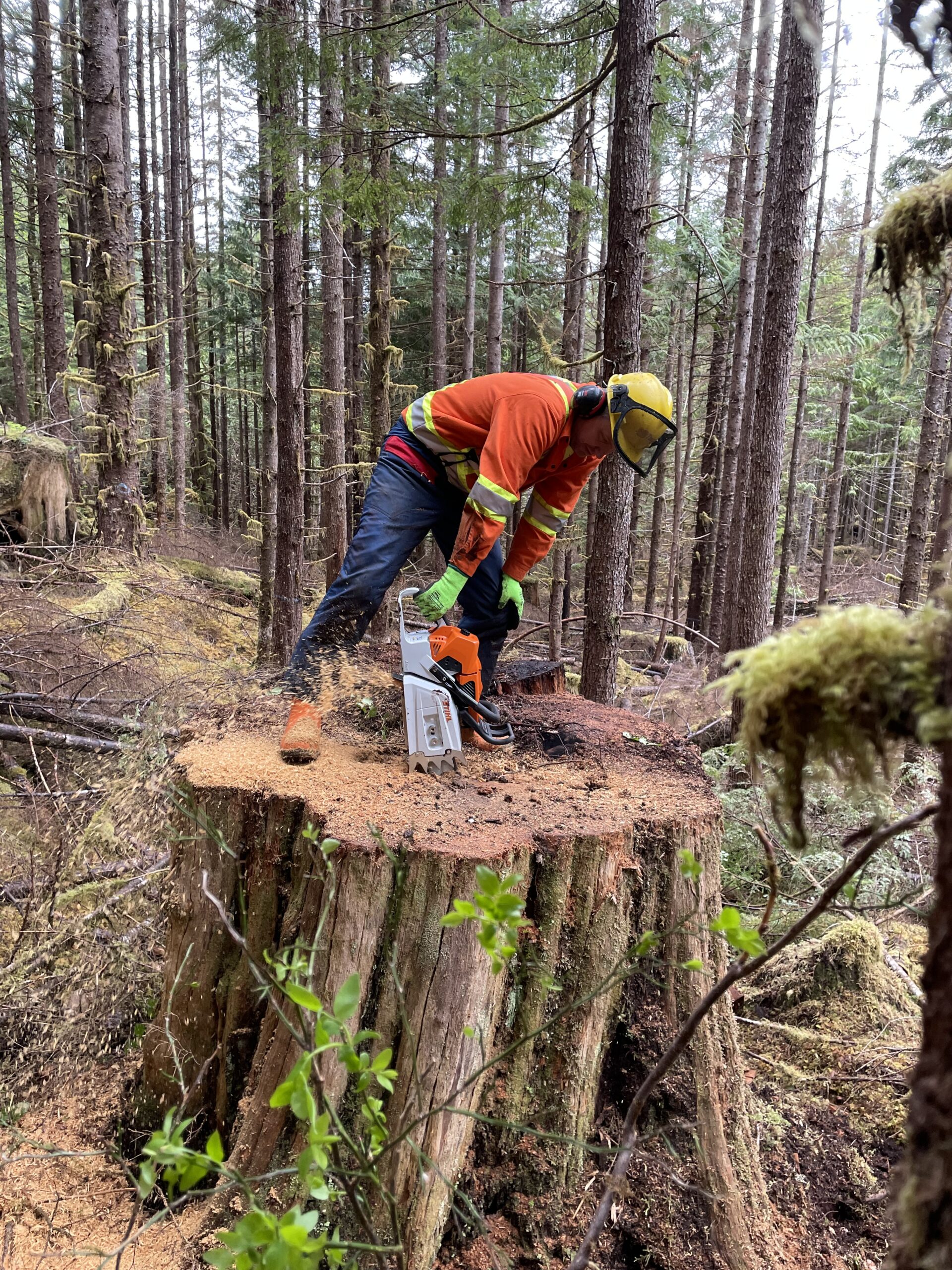Taan Forest Honours Haida Values to Enhance and Protect Natural Habitat ...