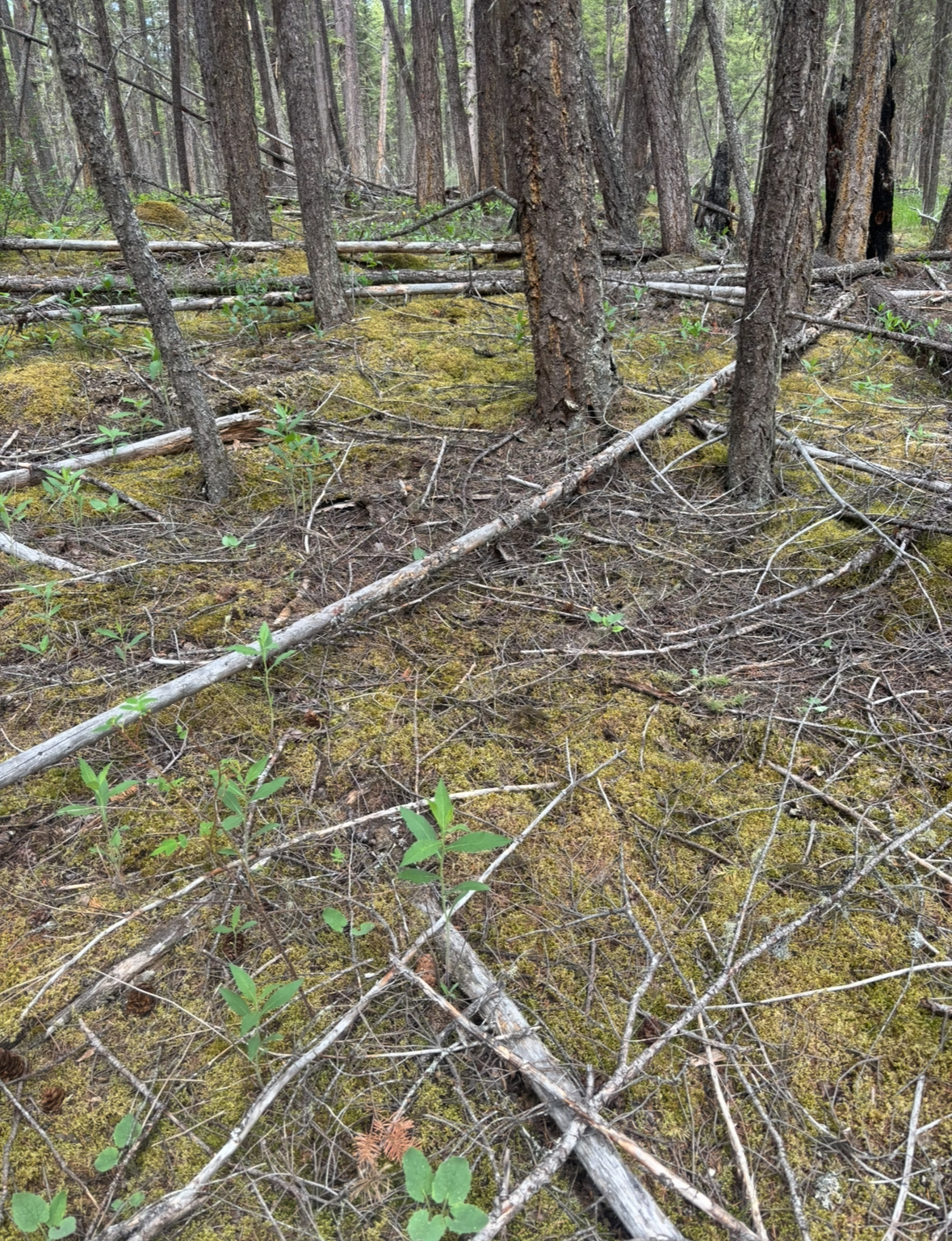 Empowered Stewardship: Williams Lake First Nation’s Approach to ...